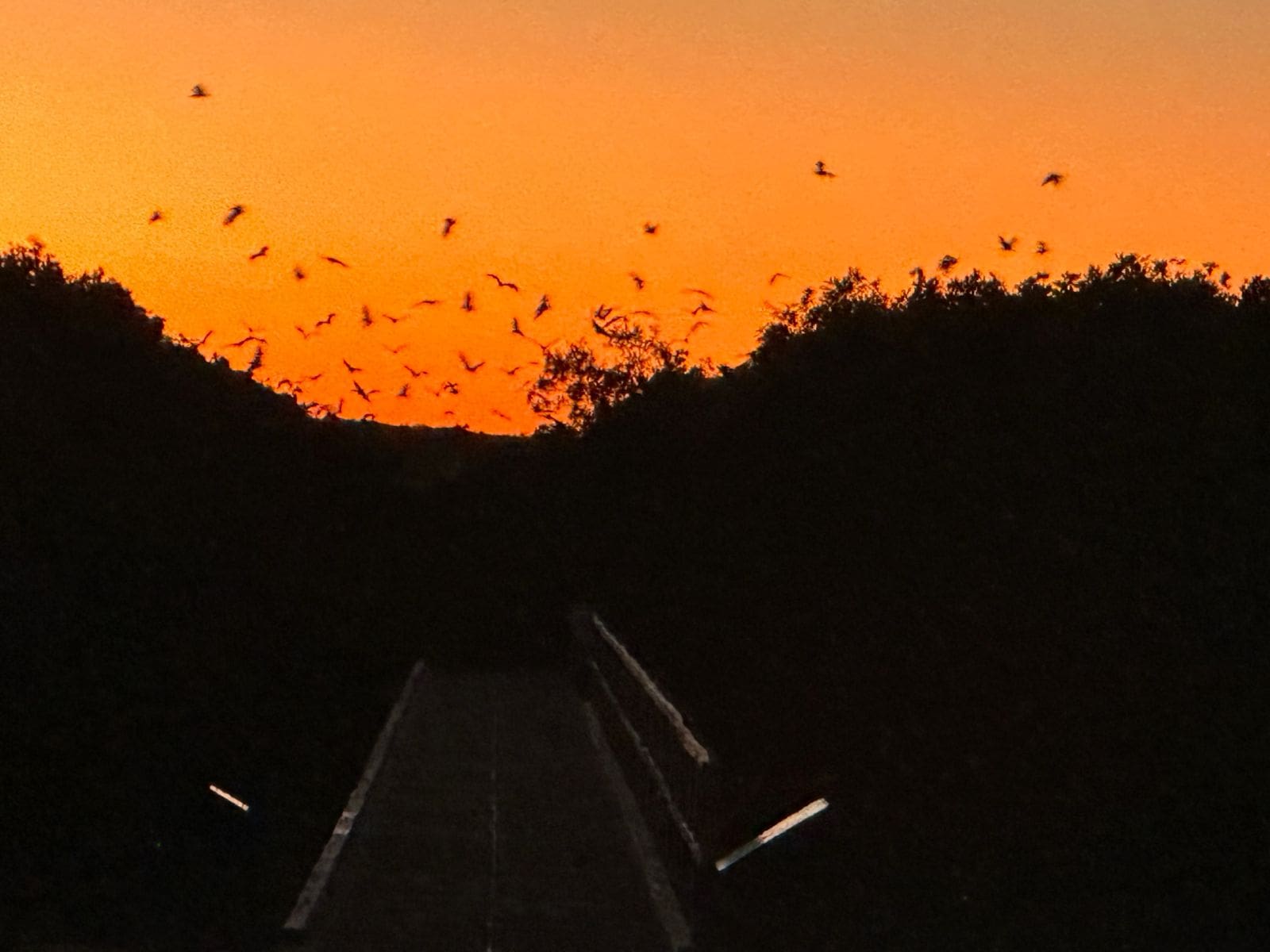 Bats About Broome: Bat fly-out is great wildlife `theatre ...